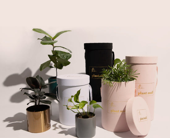 The Plant Mail