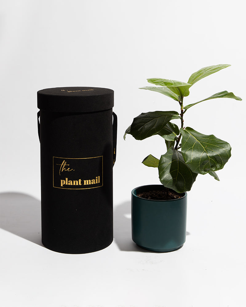 The Plant Mail